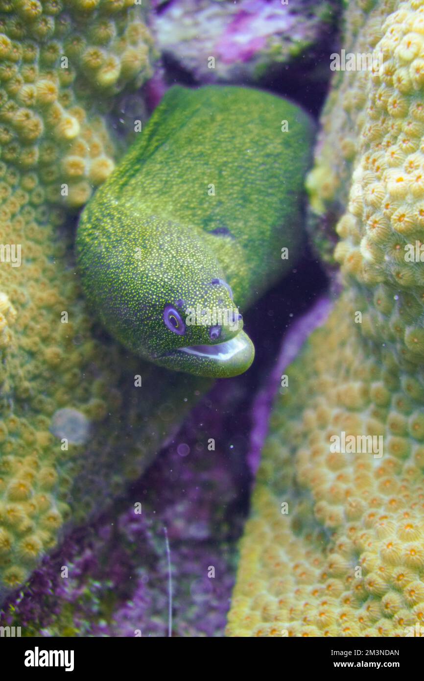 A beautiful spotted moray eel in the colourful coral reef. Scuba Diving ...