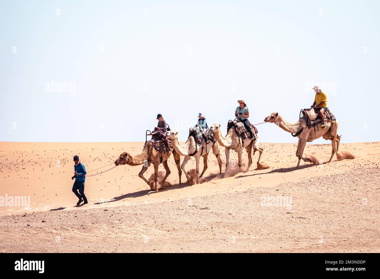 Camel Rides in the Namib Desert in Namibia. Popular tourist attraction ...