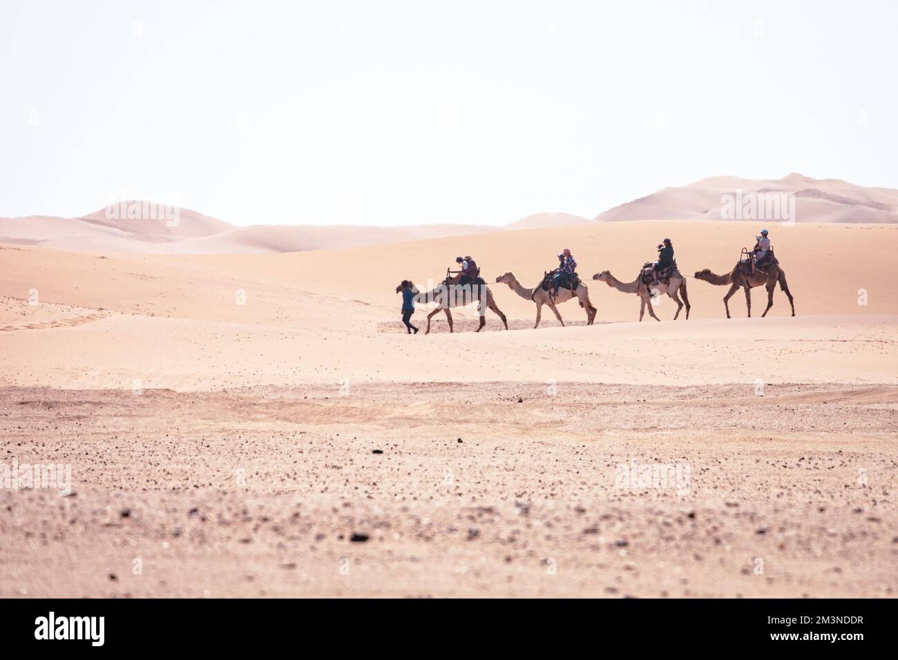 Camel Rides in the Namib Desert in Namibia. Popular tourist attraction ...