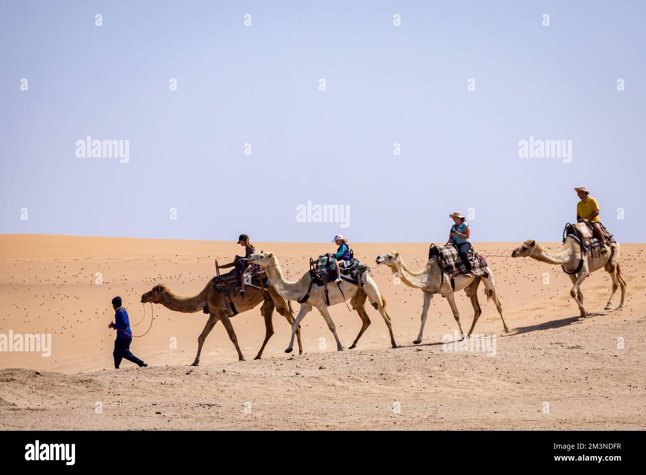 Camel Rides in the Namib Desert in Namibia. Popular tourist attraction ...