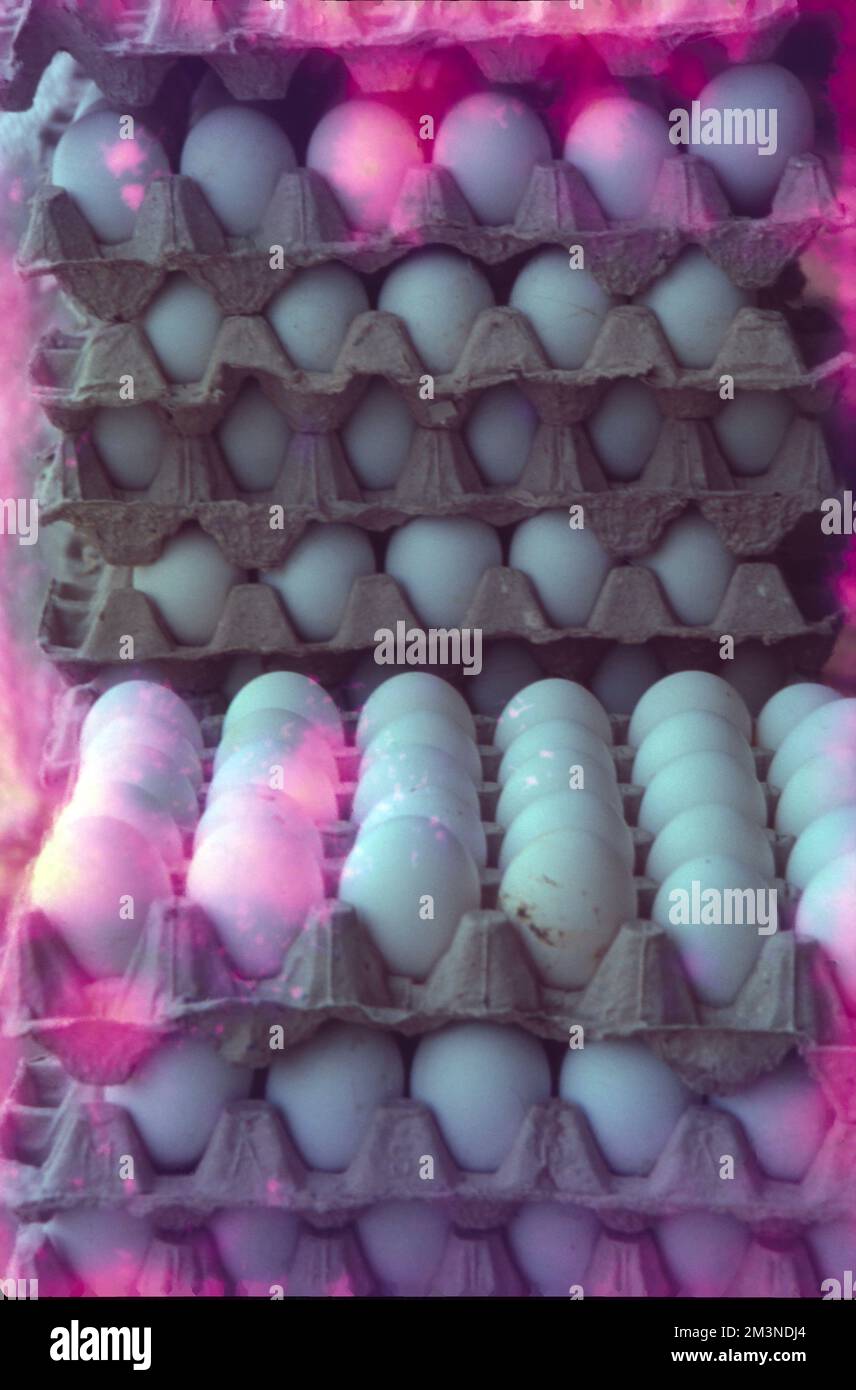 Quantum yield of eggs hi-res stock photography and images - Alamy