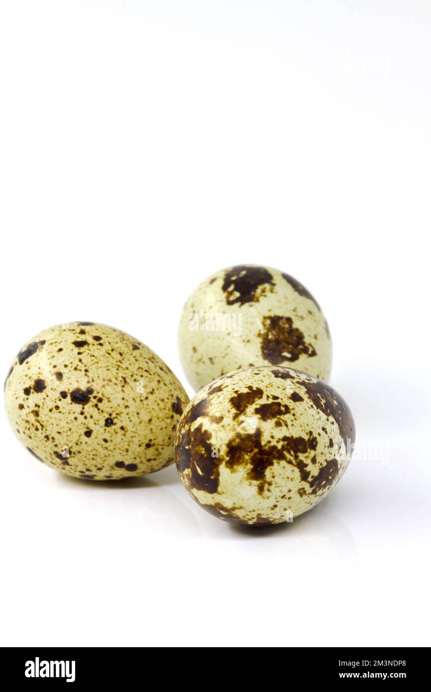 Quail eggs in a group, a delicacy with great taste qualities. Selective ...