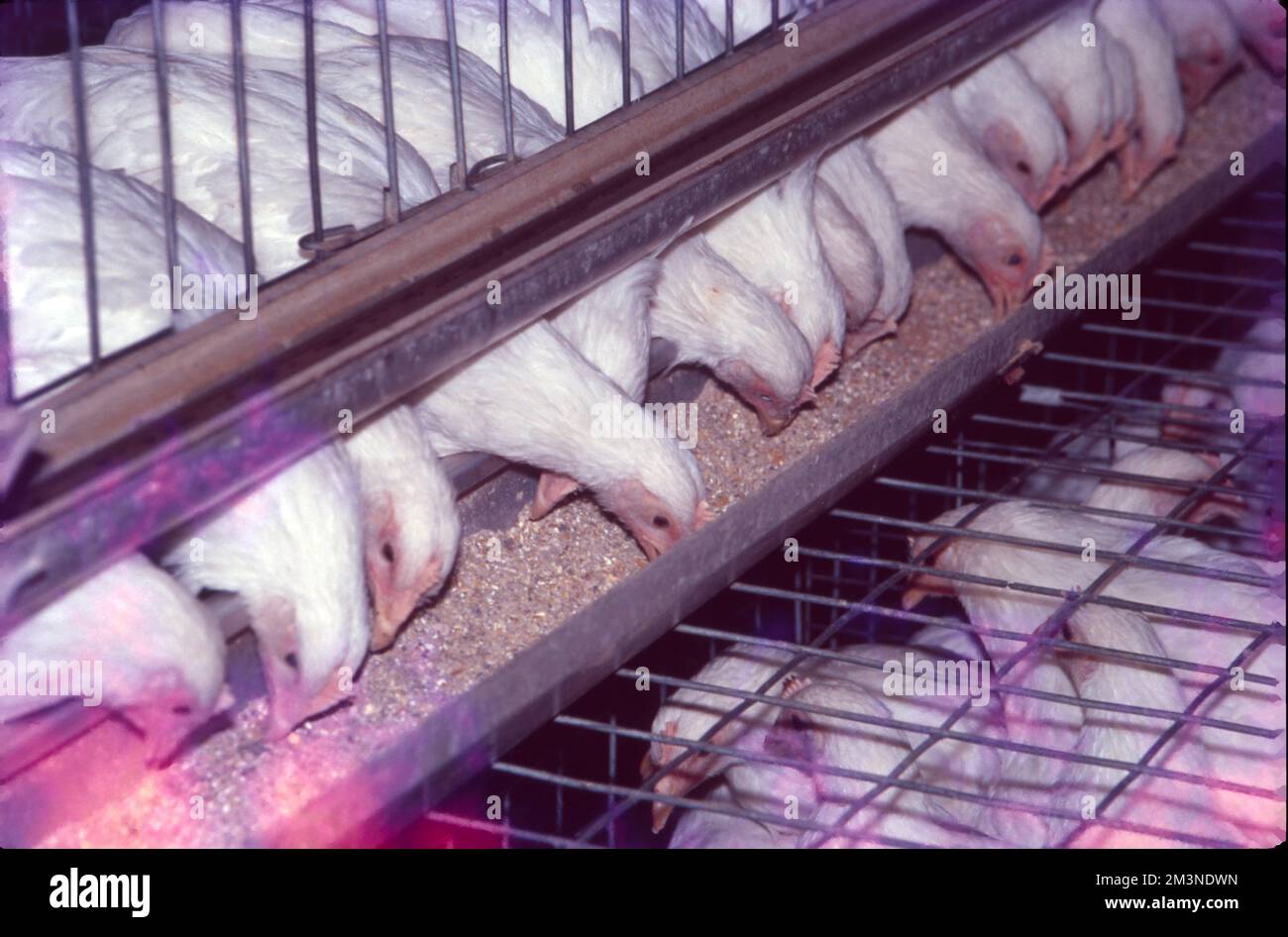 Chicken feeding in their trays hi-res stock photography and images - Alamy