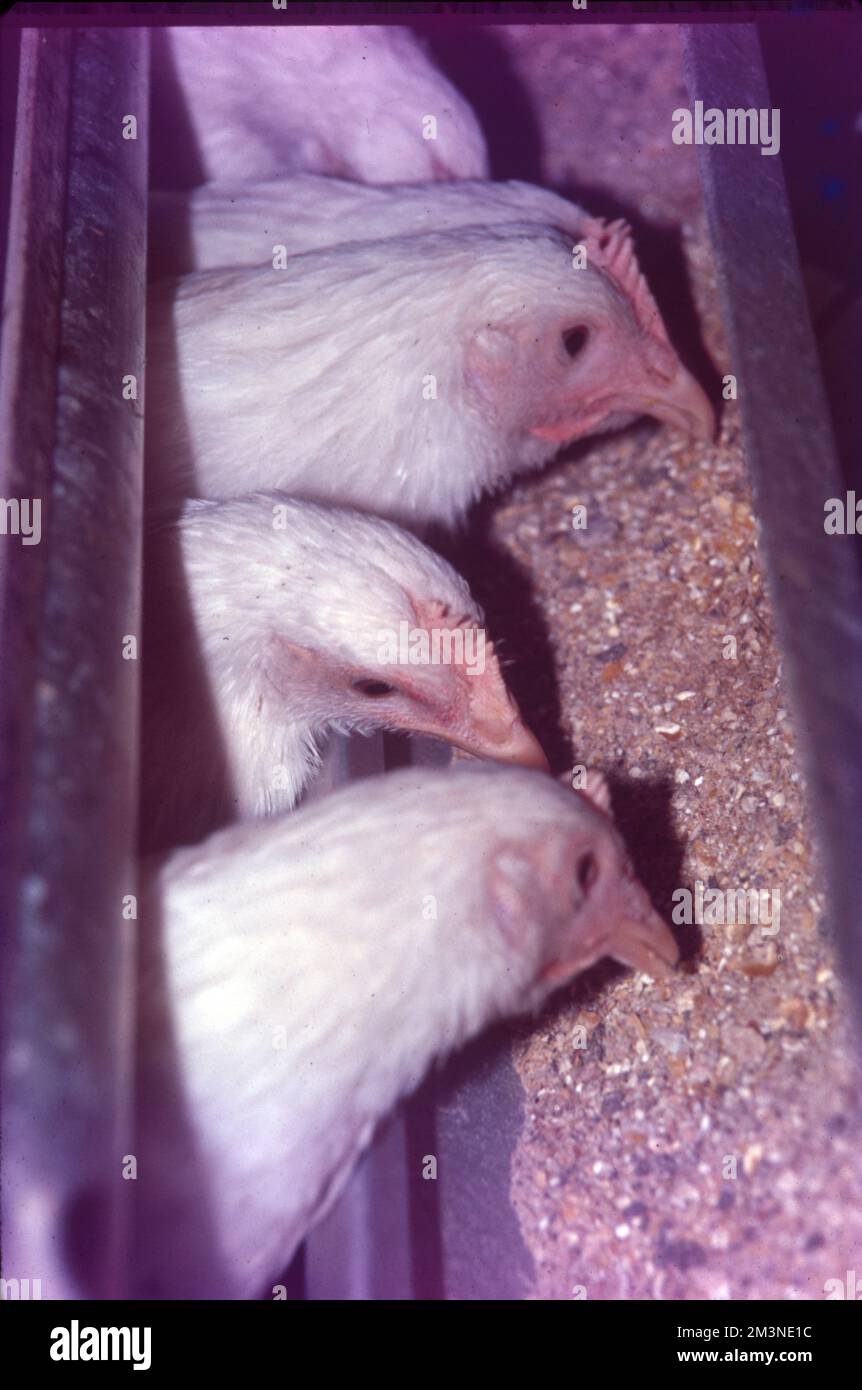 Chicken feeding in their trays hi-res stock photography and images - Alamy