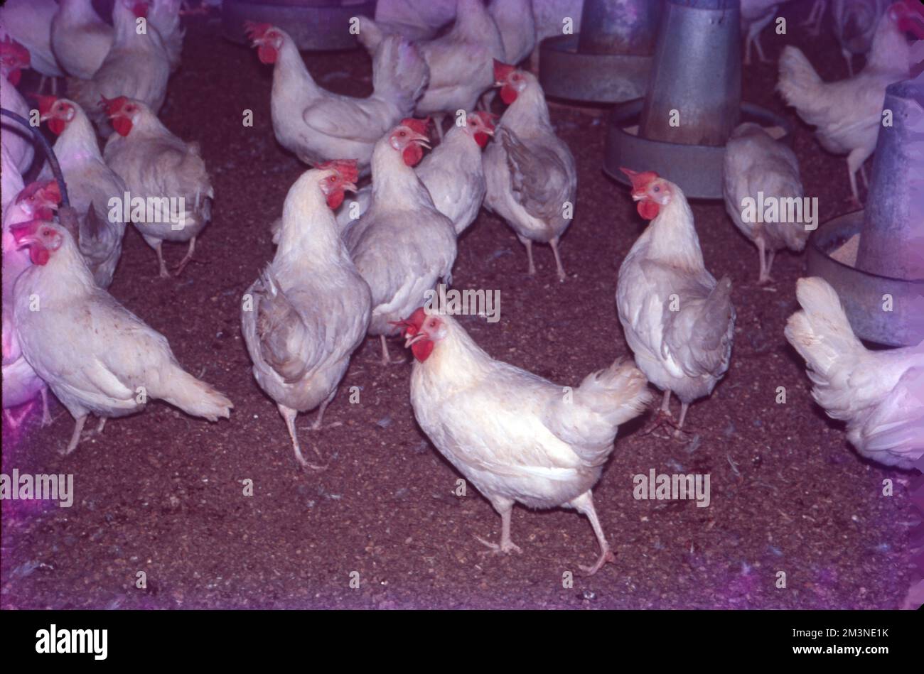 Poultry Farm at Nammakal, Tamil Nadu:- Poultry farming is beneficial ...