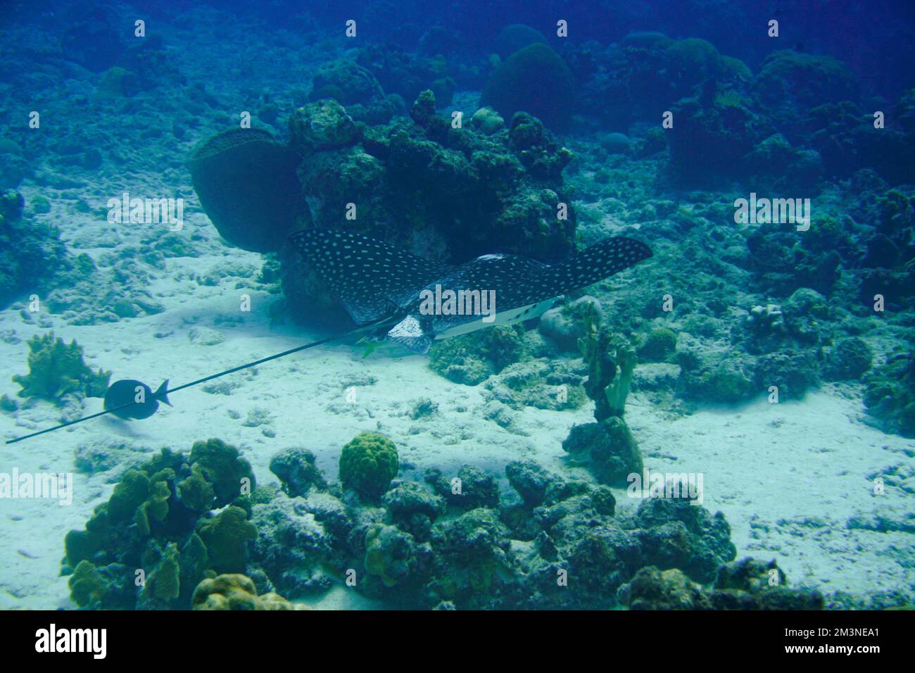 Spotted Eagle Ray Swimming In The Caribbean Sea. Blue Water. Relaxed ...