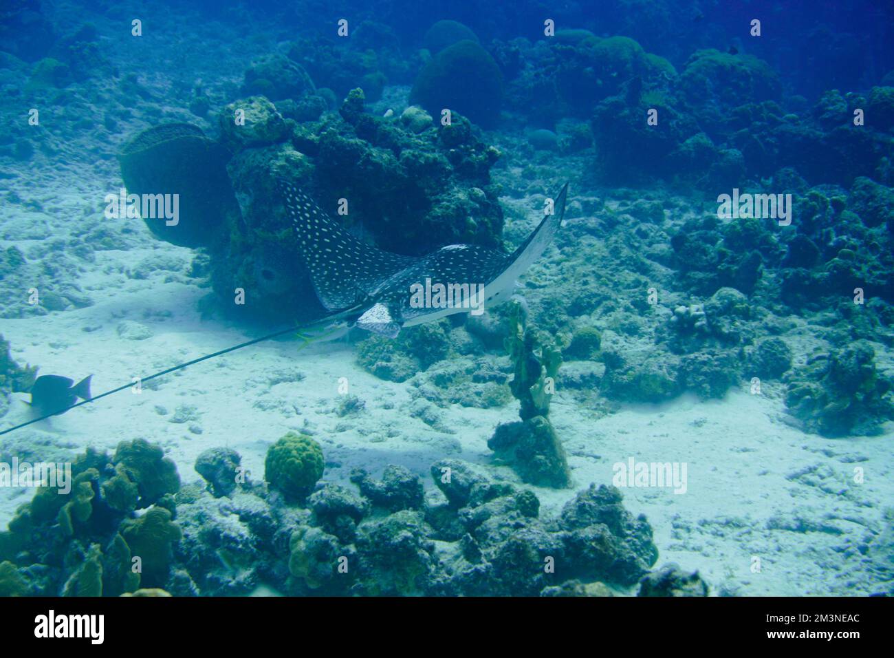 Spotted Eagle Ray Swimming In The Caribbean Sea. Blue Water. Relaxed ...