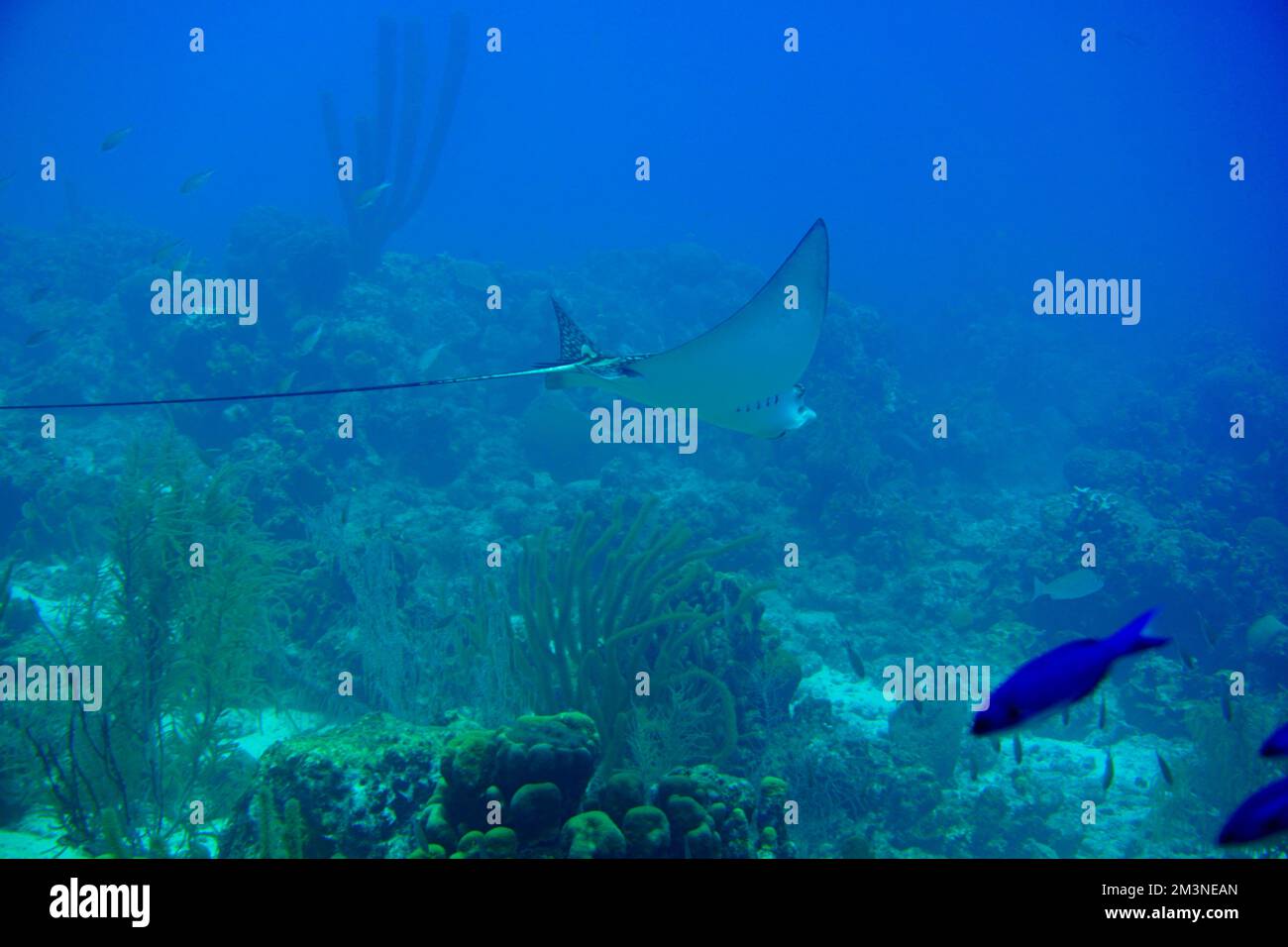 Spotted Eagle Ray Swimming In The Caribbean Sea. Blue Water. Relaxed ...