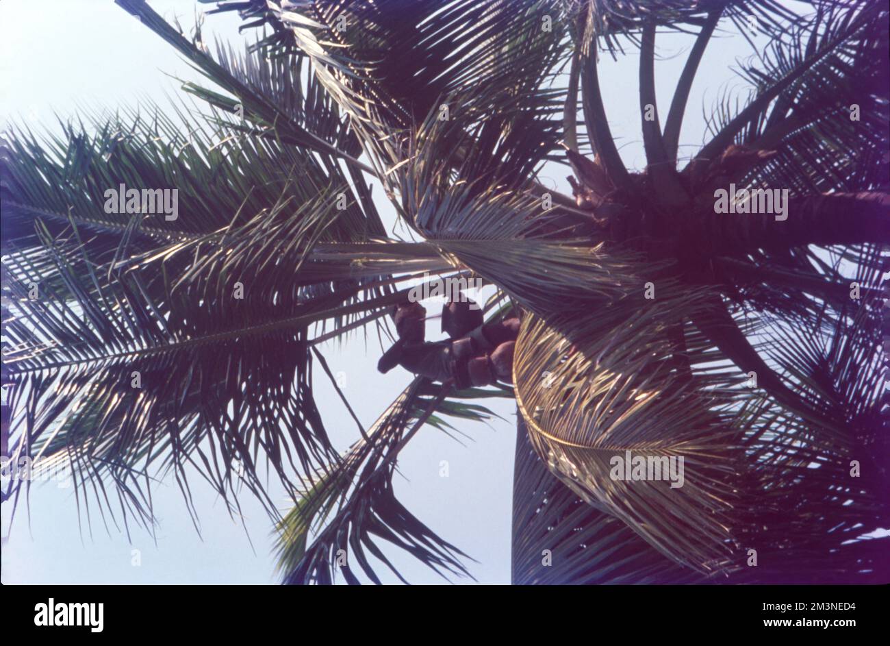 Toddy Tapping, Gobi Palayam, Tamil Nadu:- Even the sap of the coconut ...