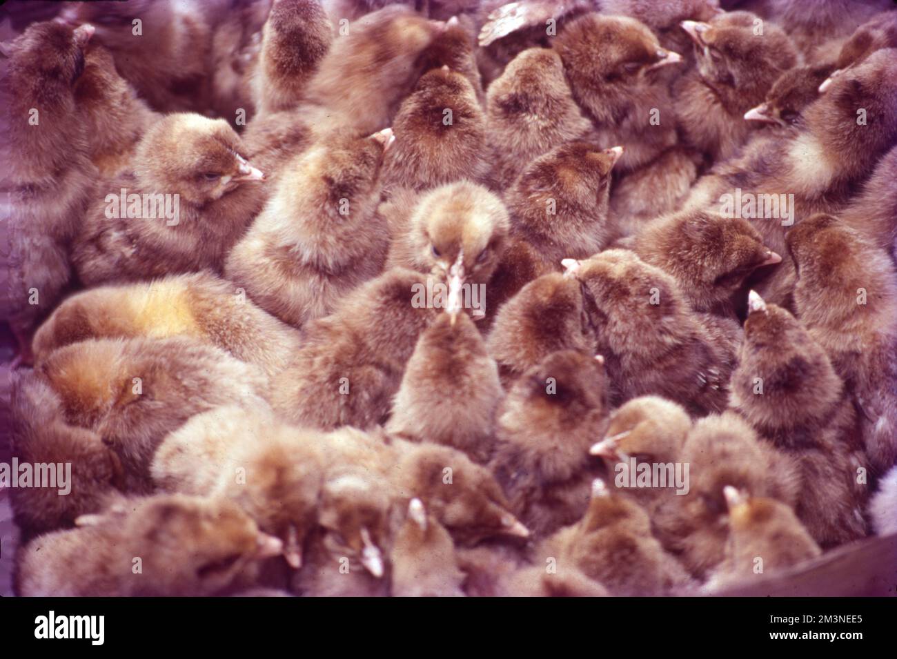 Poultry Farm at Nammakal, Tamil Nadu:- Poultry farming is beneficial ...