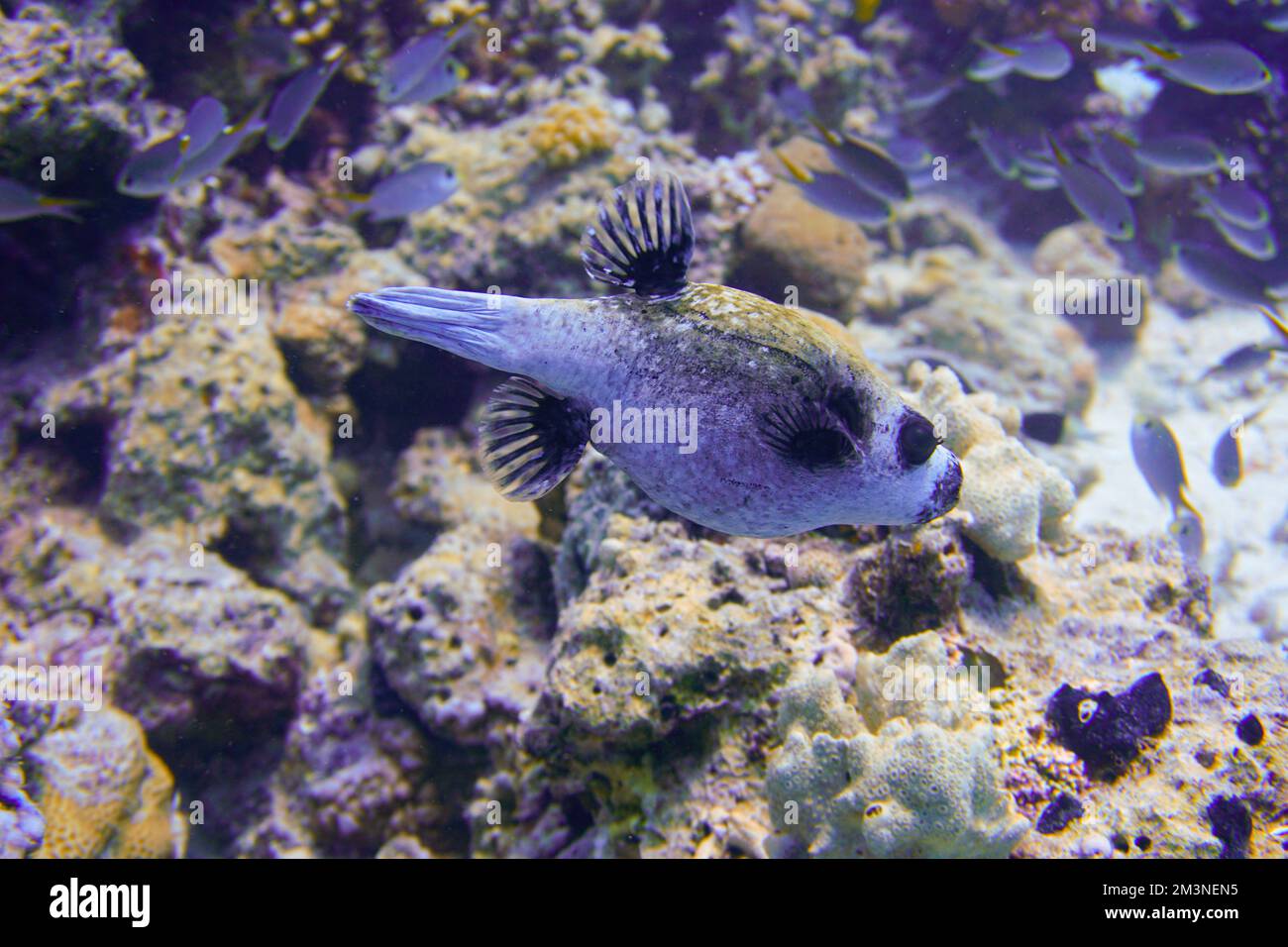 Porcupine fish, pufferfish with military camo pattern Fugu In The ...
