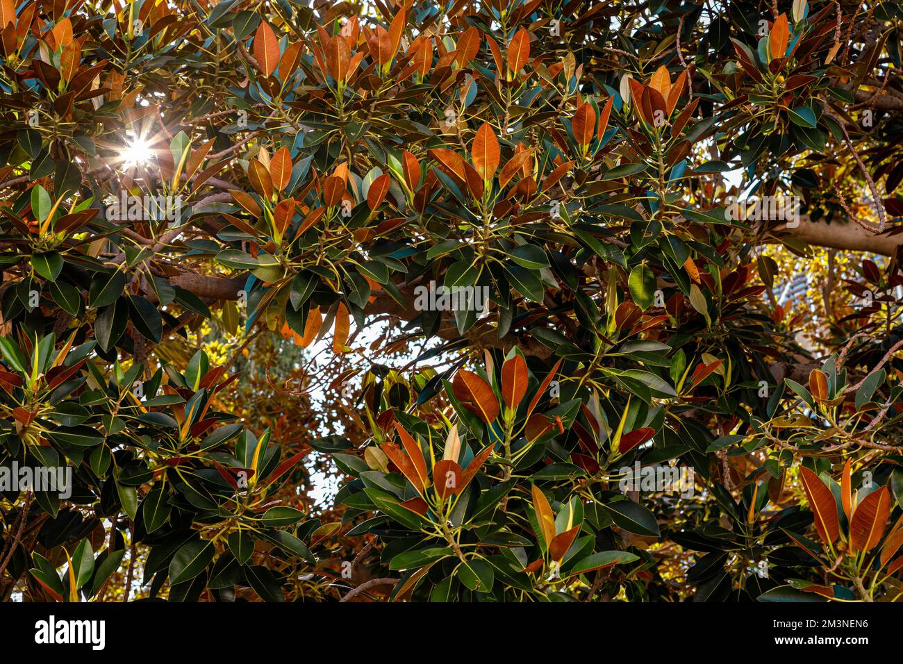 Sunrays passing through tree leaves. Ficus benghalensis in Windhoek ...