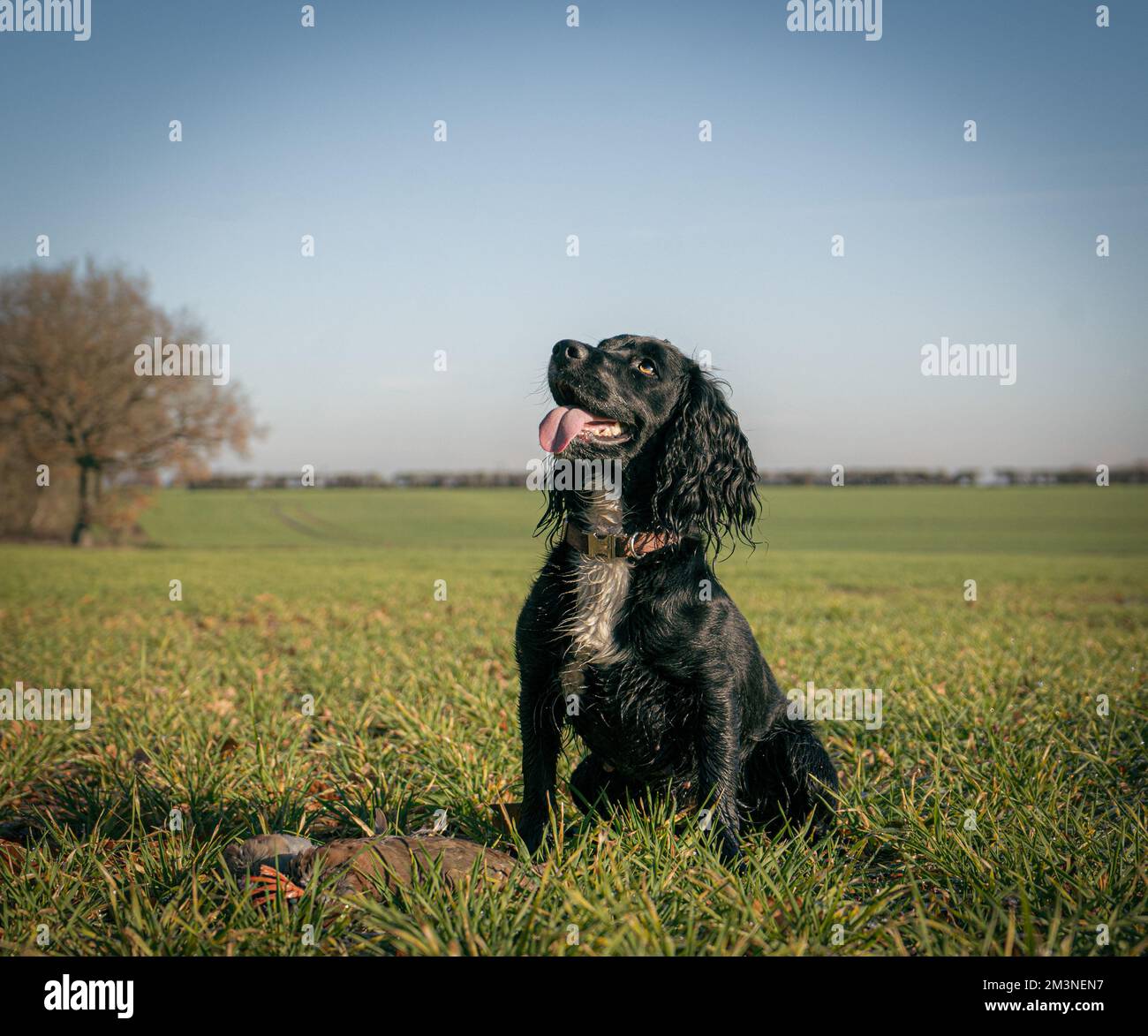 black cocker spaniel in a field, working dog Stock Photo - Alamy