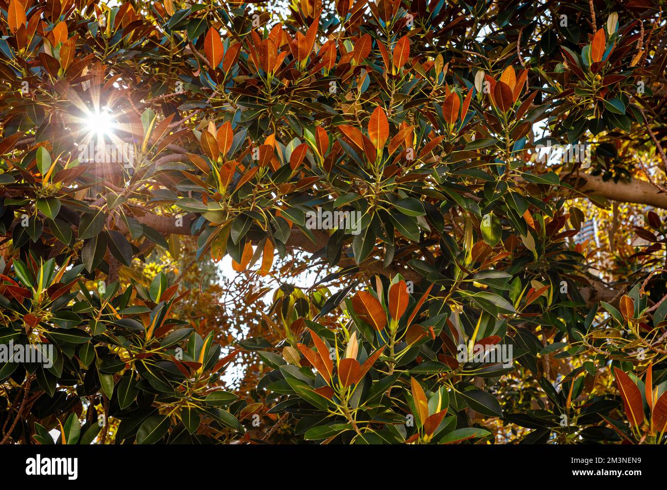 Sunrays passing through tree leaves. Ficus benghalensis in Windhoek ...
