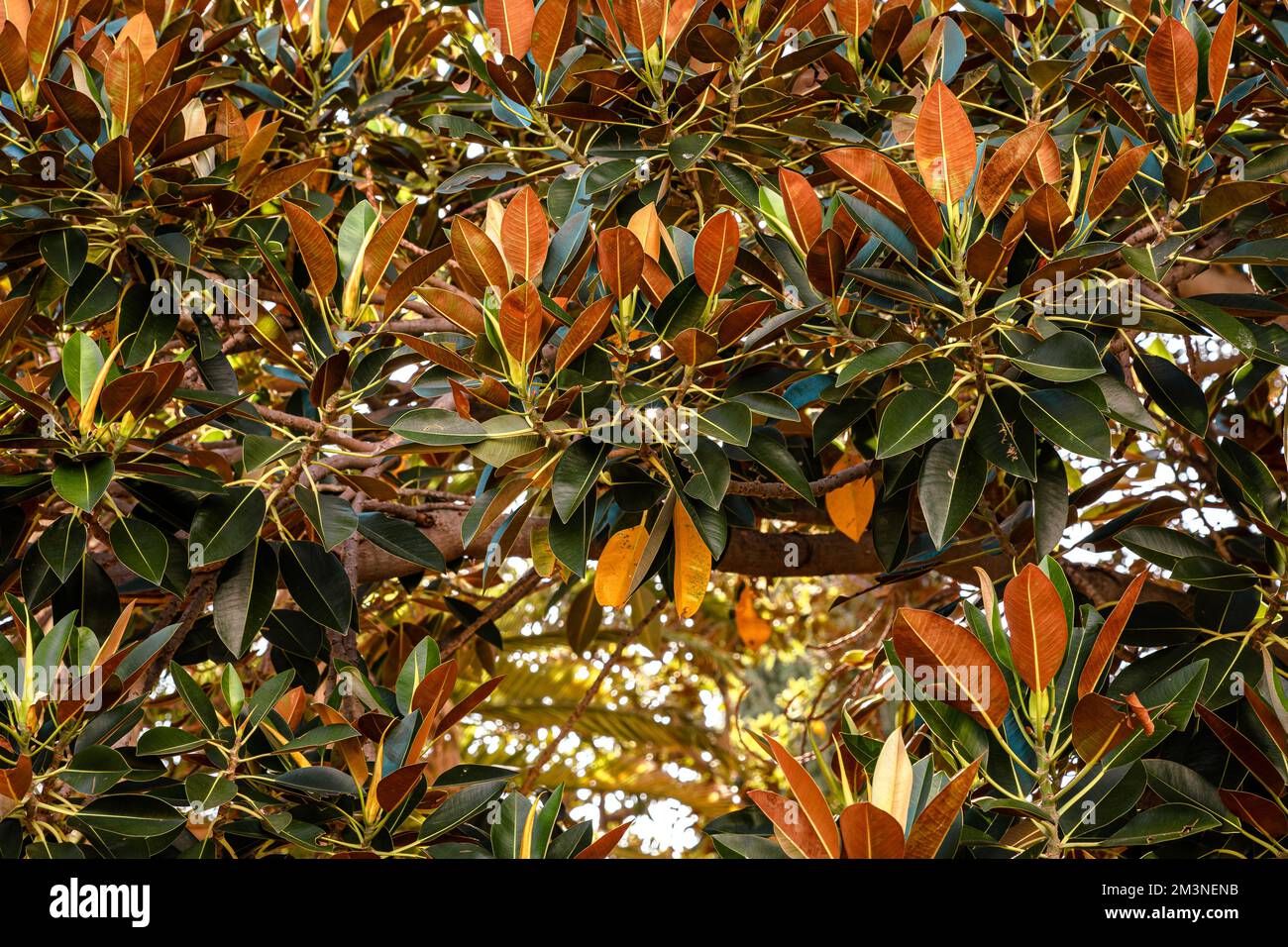 Sunrays passing through tree leaves. Ficus benghalensis in Windhoek ...