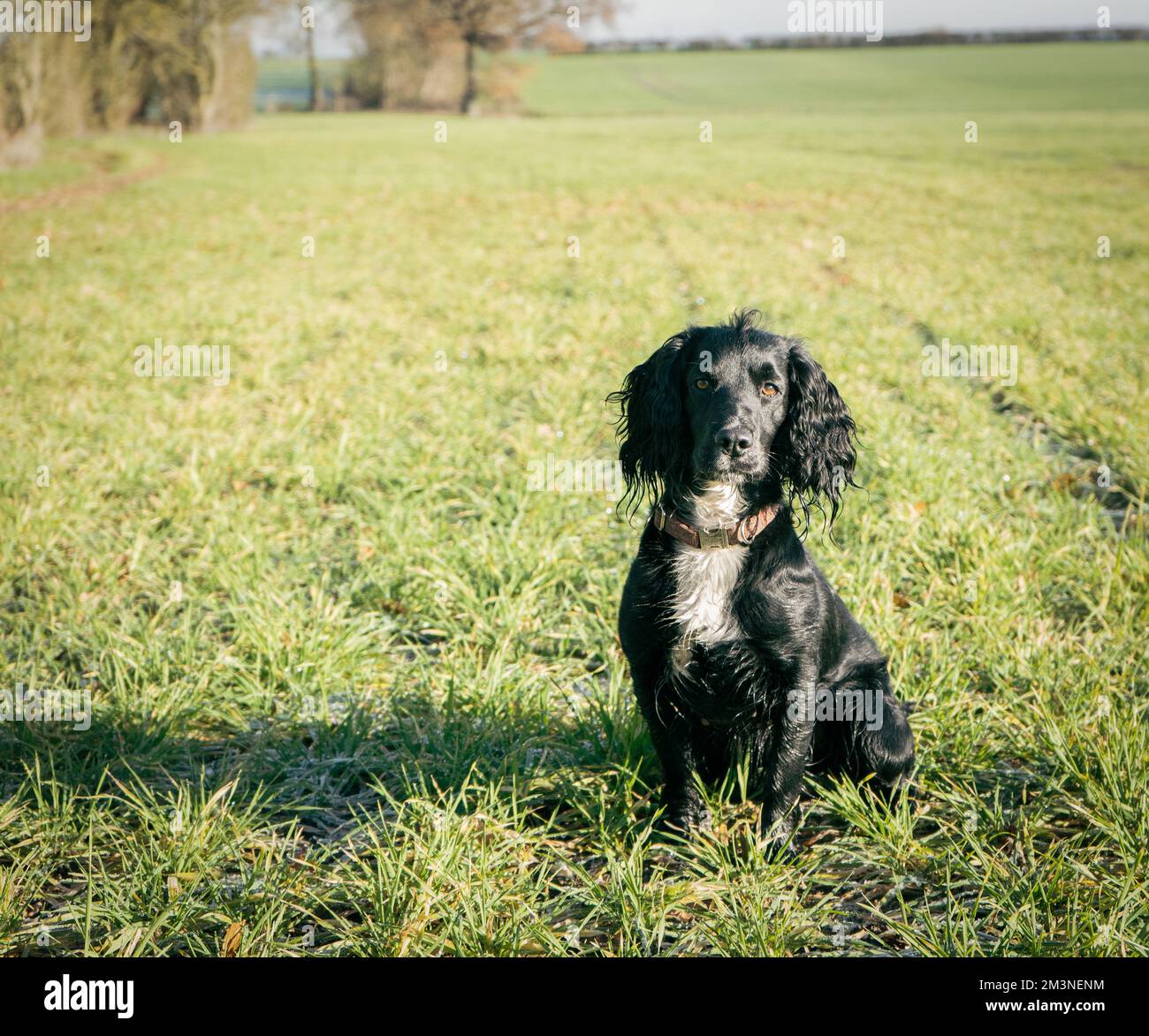 black cocker spaniel sitting in a field, working dog Stock Photo - Alamy