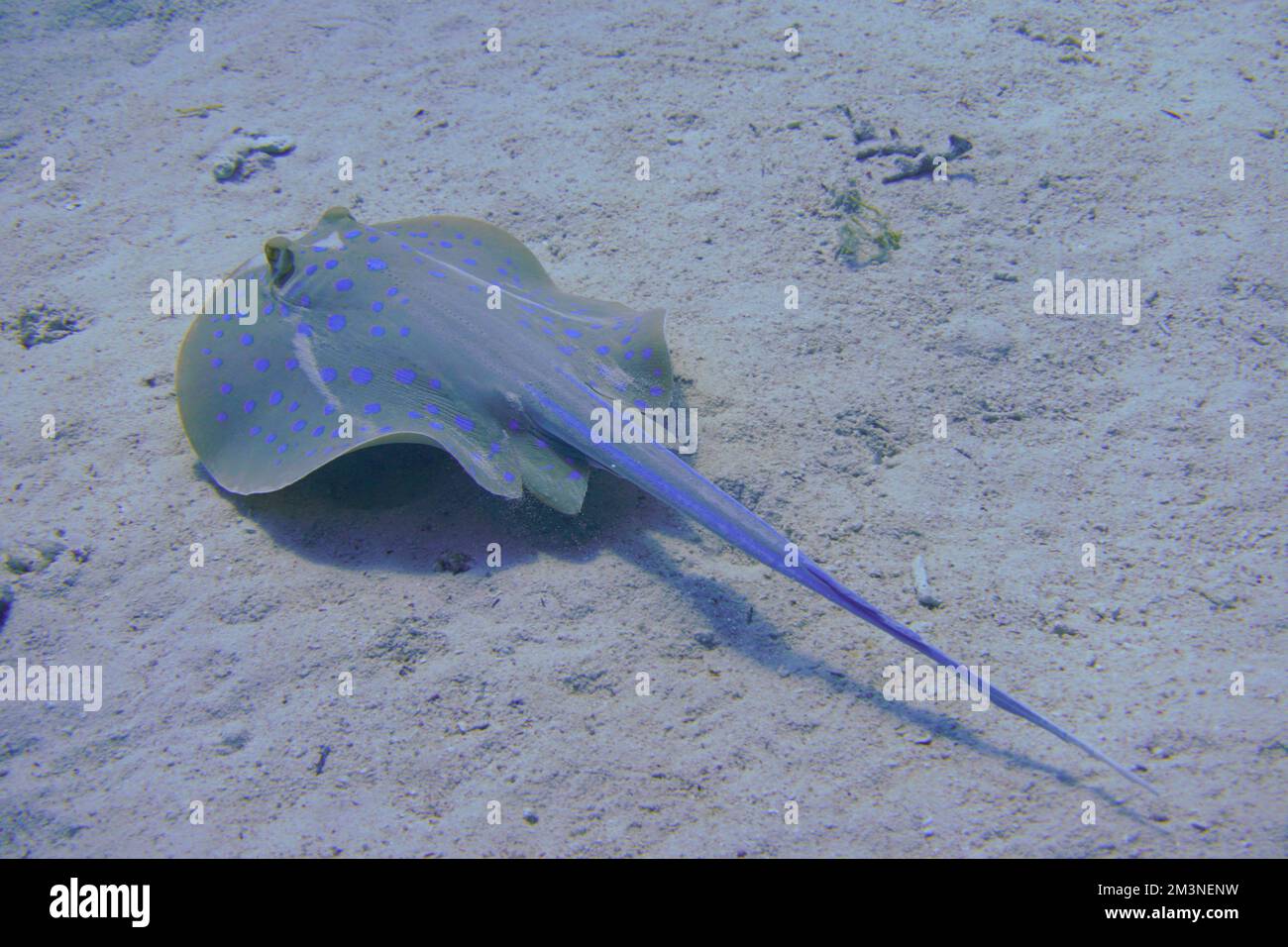 A blue spotted stingray swimming in the sand patch of the colourful ...