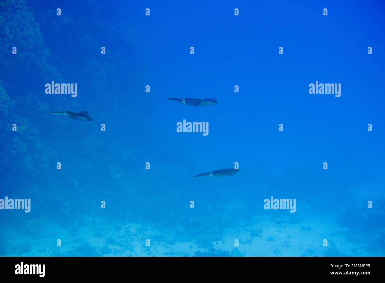 Beautiful brown squid swimming in the blue waters of the Caribbean sea ...
