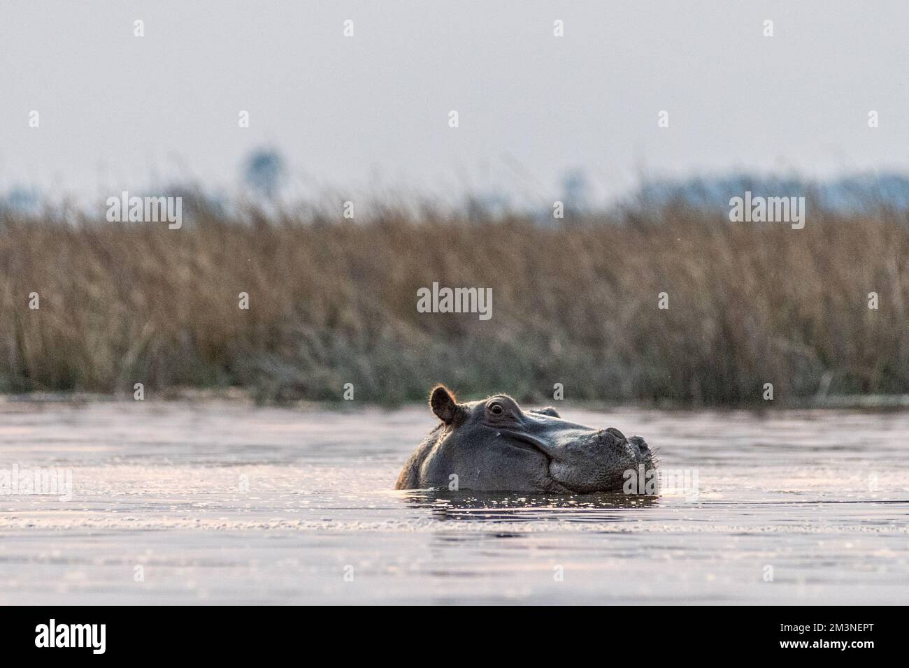 Low perspective shot of a partially submerged hippotamus, Hippopotamus ...