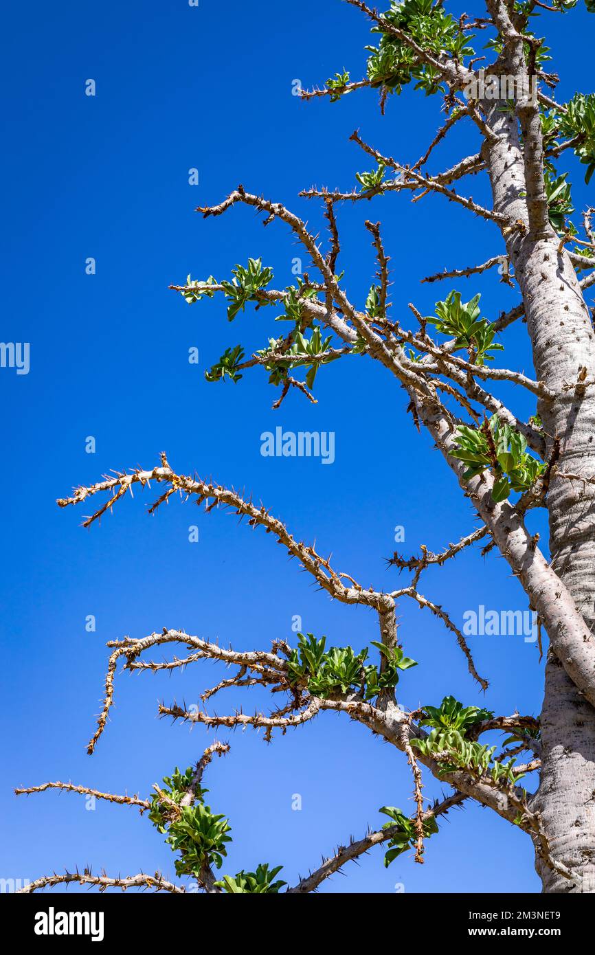 National botanic garden namibia hi-res stock photography and images - Alamy
