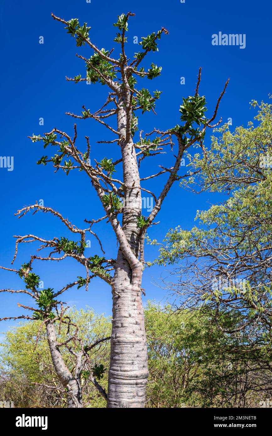 Nature Of Namibia Different Types Of Trees And Shrubs Found In Namibia Species Found Only In