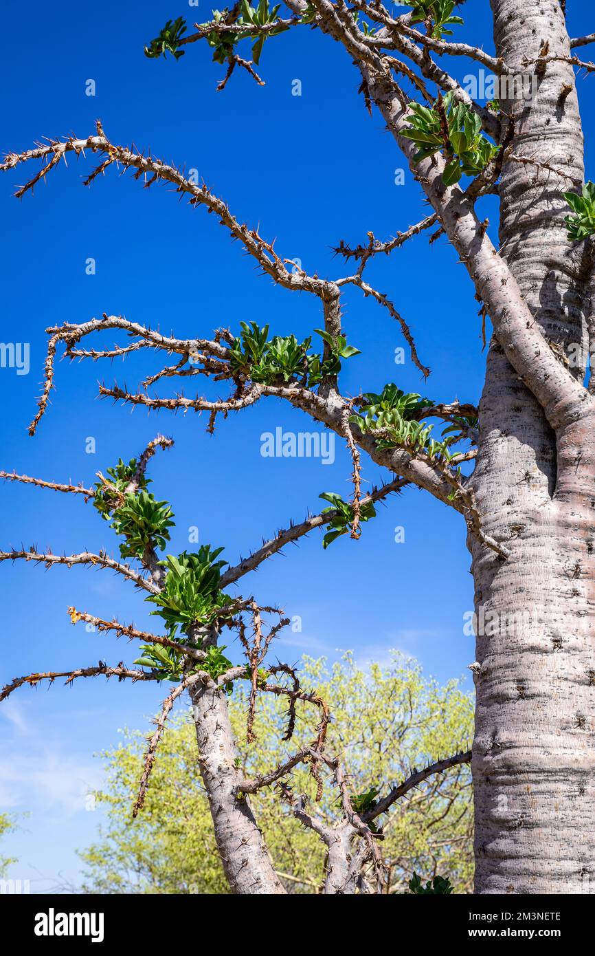 Nature Of Namibia Different Types Of Trees And Shrubs Found In Namibia Species Found Only In