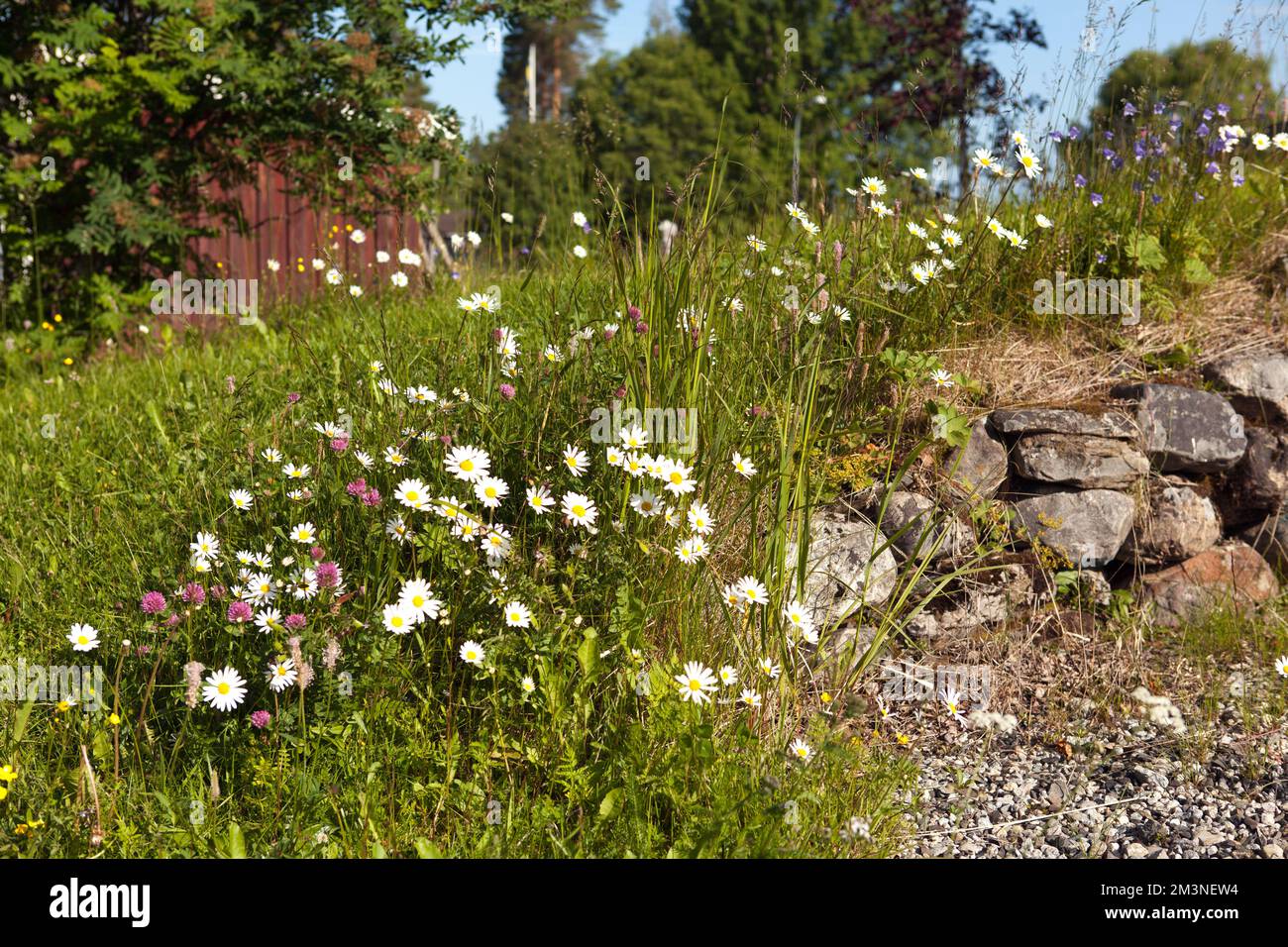 Common flowers on an old driveway in June. Daisy, red clovers, and the ...
