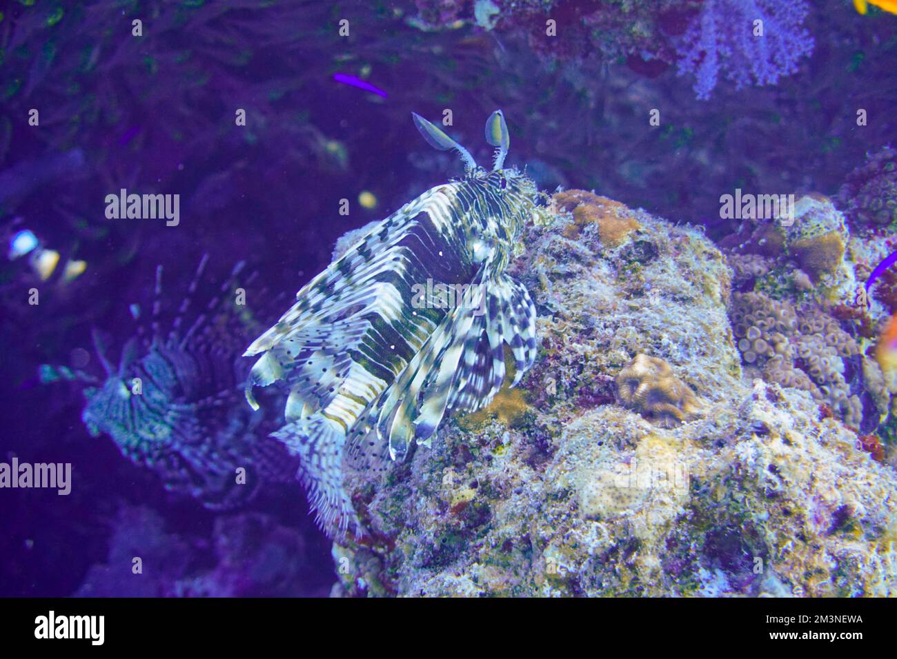 A beautiful lion fish in the colourful coral reef in the Red Sea in ...