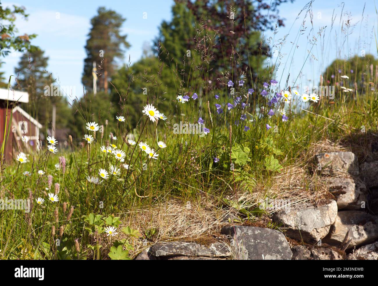 Common flowers on an old driveway in June. Daisy, red clovers, and the ...