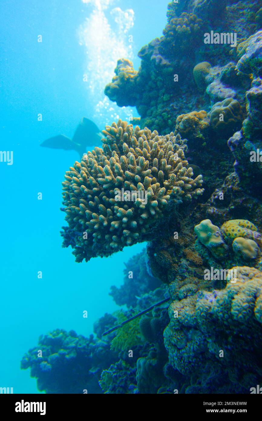 Beautiful Coral Reef With Many Colorful Fishes and Goldfish In The Red ...