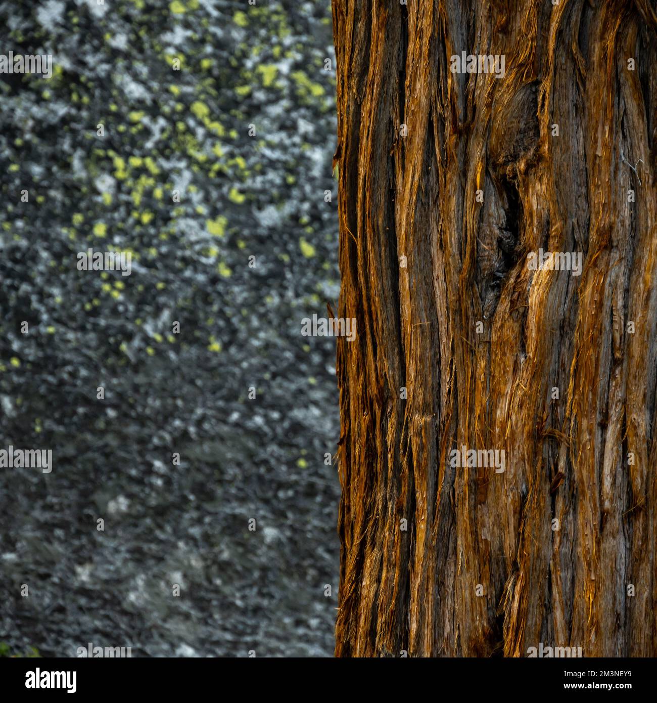Deep Orange Bark On Pine Tree Contrasts Against Dark Stone and Lichen ...