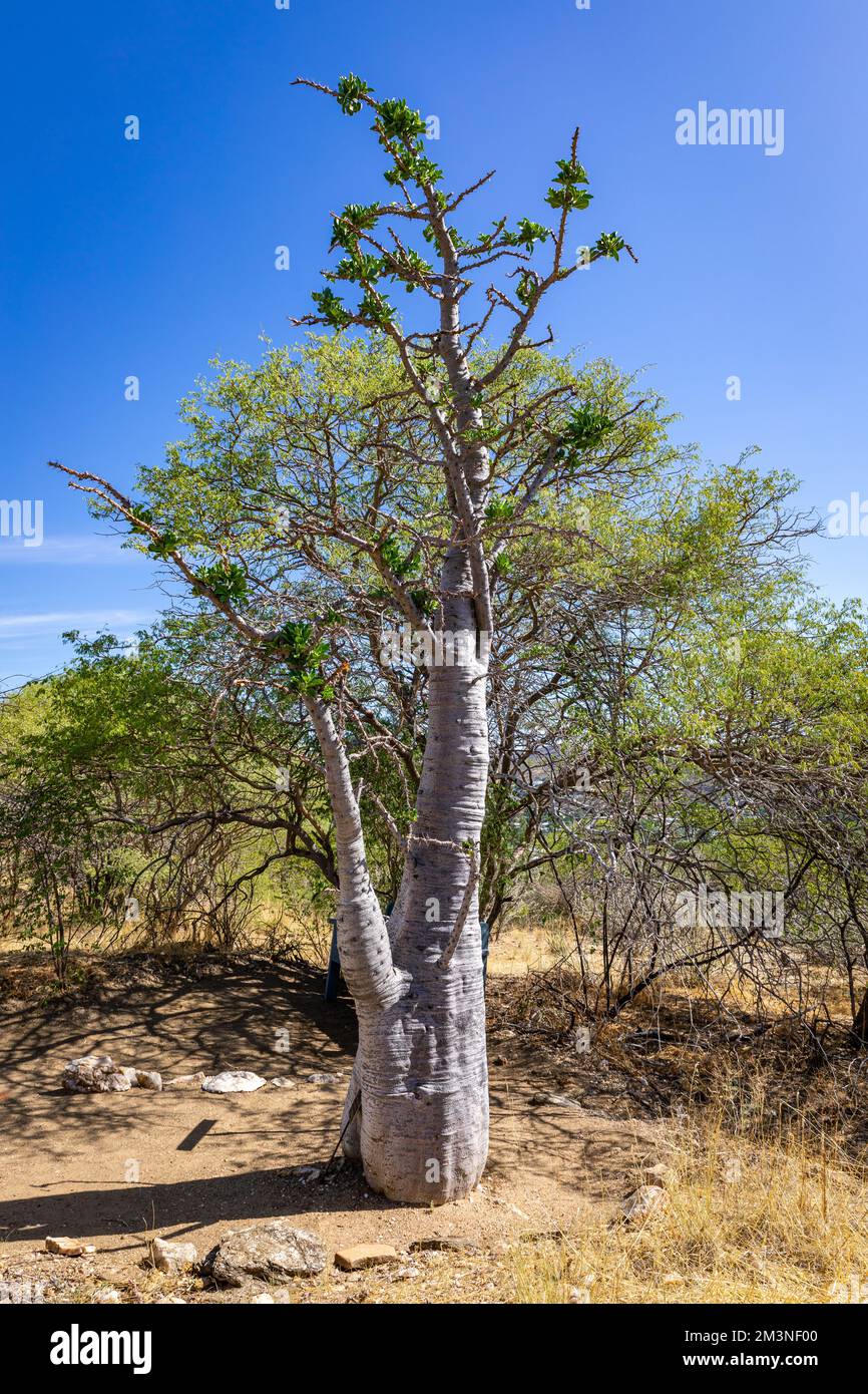 National botanic garden namibia hi-res stock photography and images - Alamy
