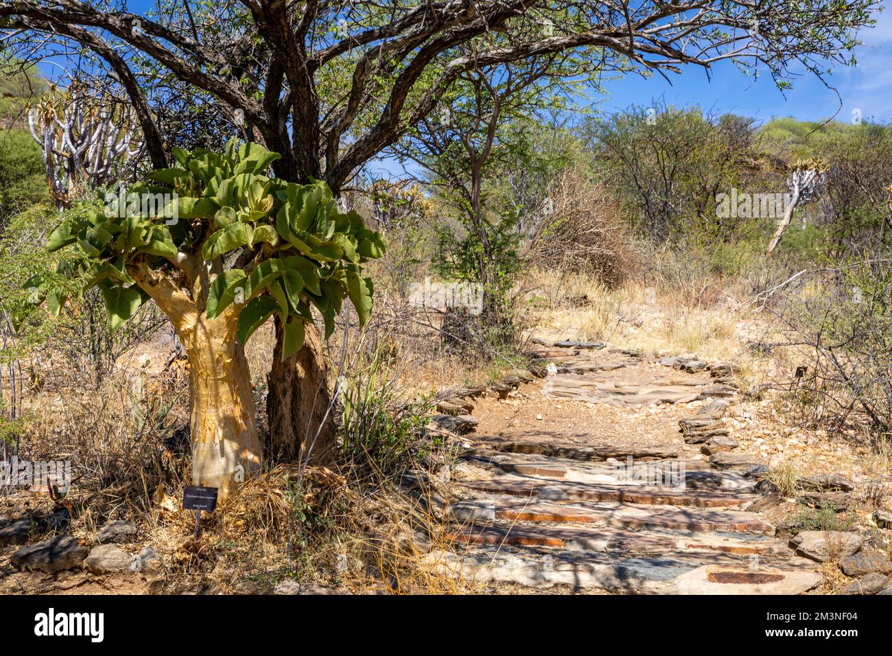 Nature Of Namibia Different Types Of Trees And Shrubs Found In Namibia Species Found Only In
