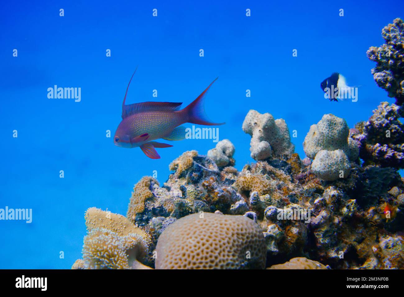 Beautiful Coral Reef With Many Colorful Fishes and Goldfish In The Red ...