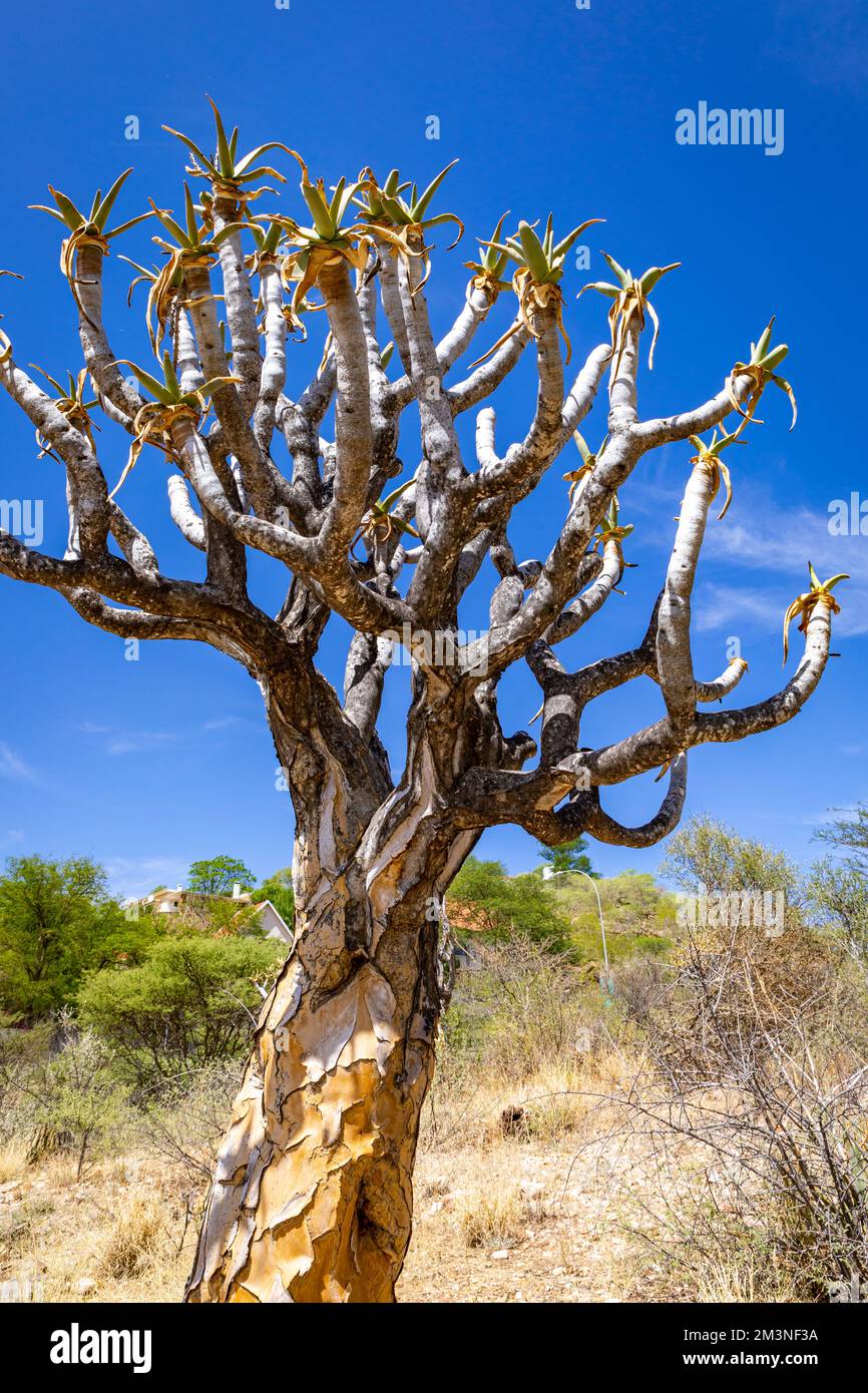 National botanic garden namibia hi-res stock photography and images - Alamy