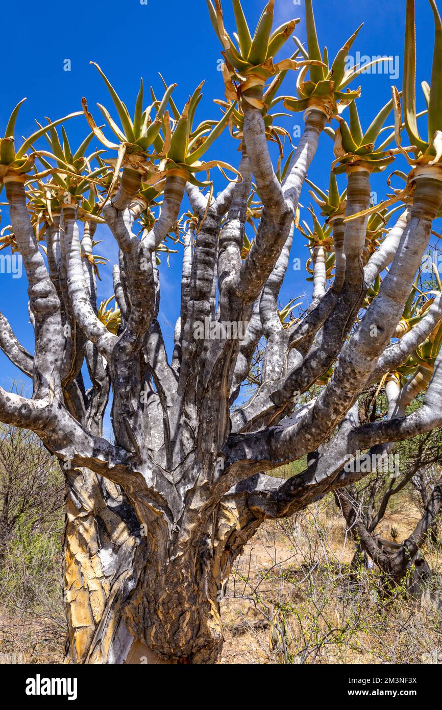 Nature of Namibia. Different types of trees and shrubs found in Namibia ...