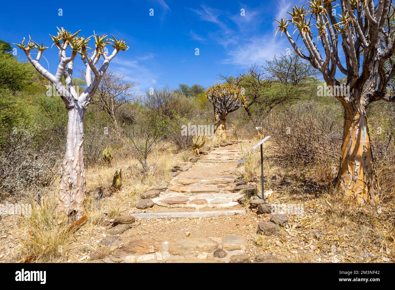 Nature Of Namibia Different Types Of Trees And Shrubs Found In Namibia Species Found Only In
