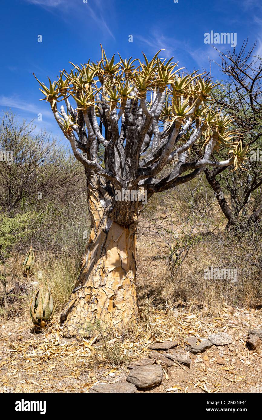 National botanic garden namibia hi-res stock photography and images - Alamy