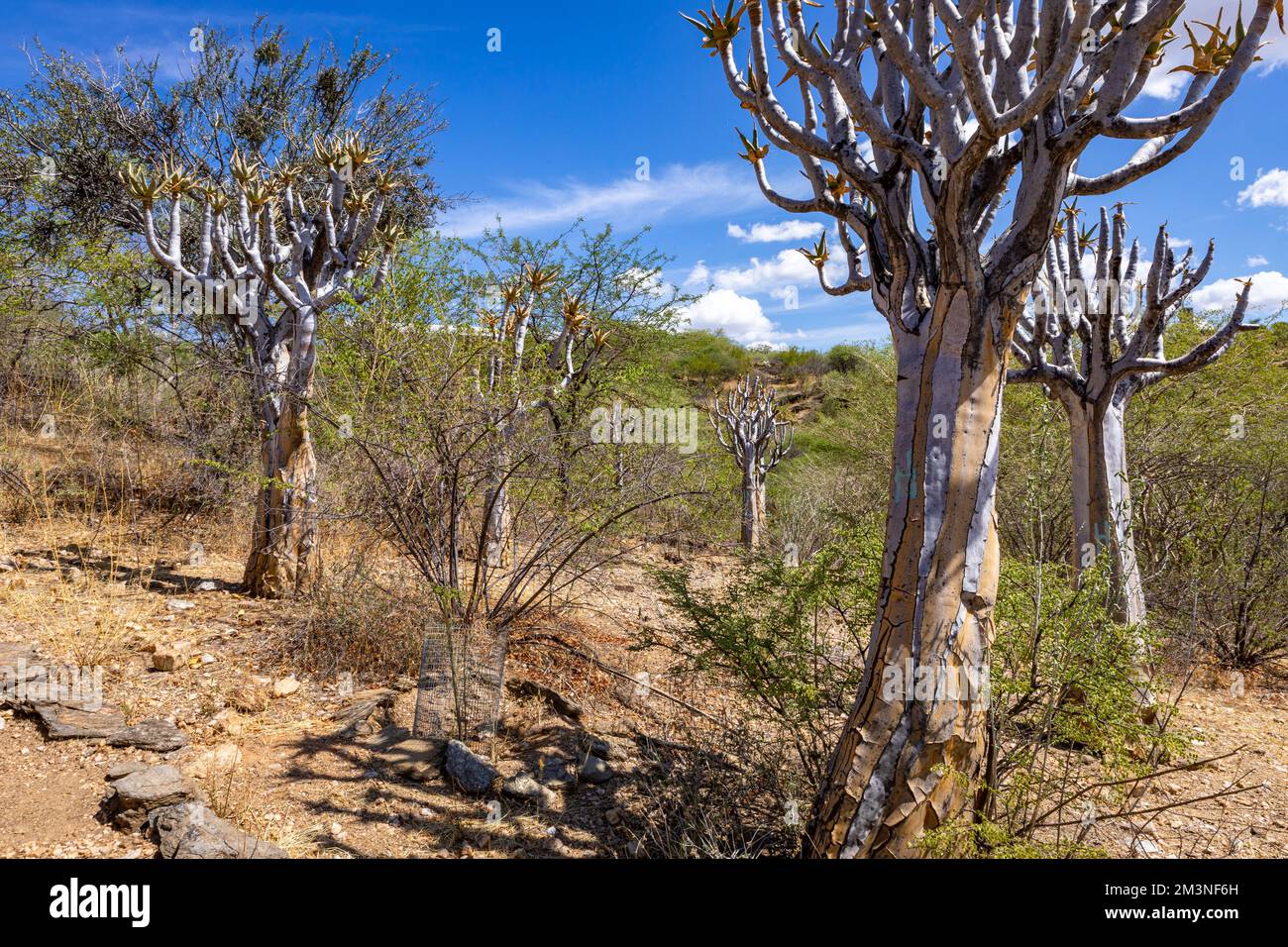 Nature Of Namibia Different Types Of Trees And Shrubs Found In Namibia Species Found Only In