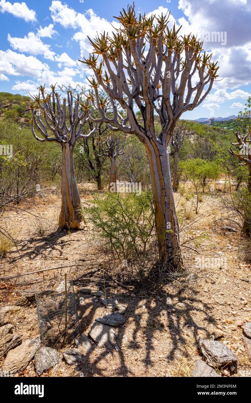 Nature of Namibia. Different types of trees and shrubs found in Namibia ...