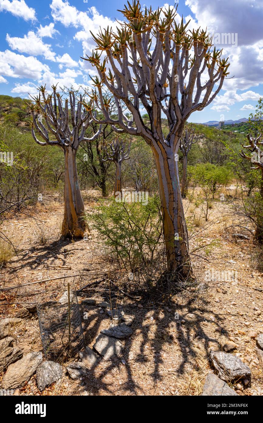 Nature Of Namibia Different Types Of Trees And Shrubs Found In Namibia Species Found Only In