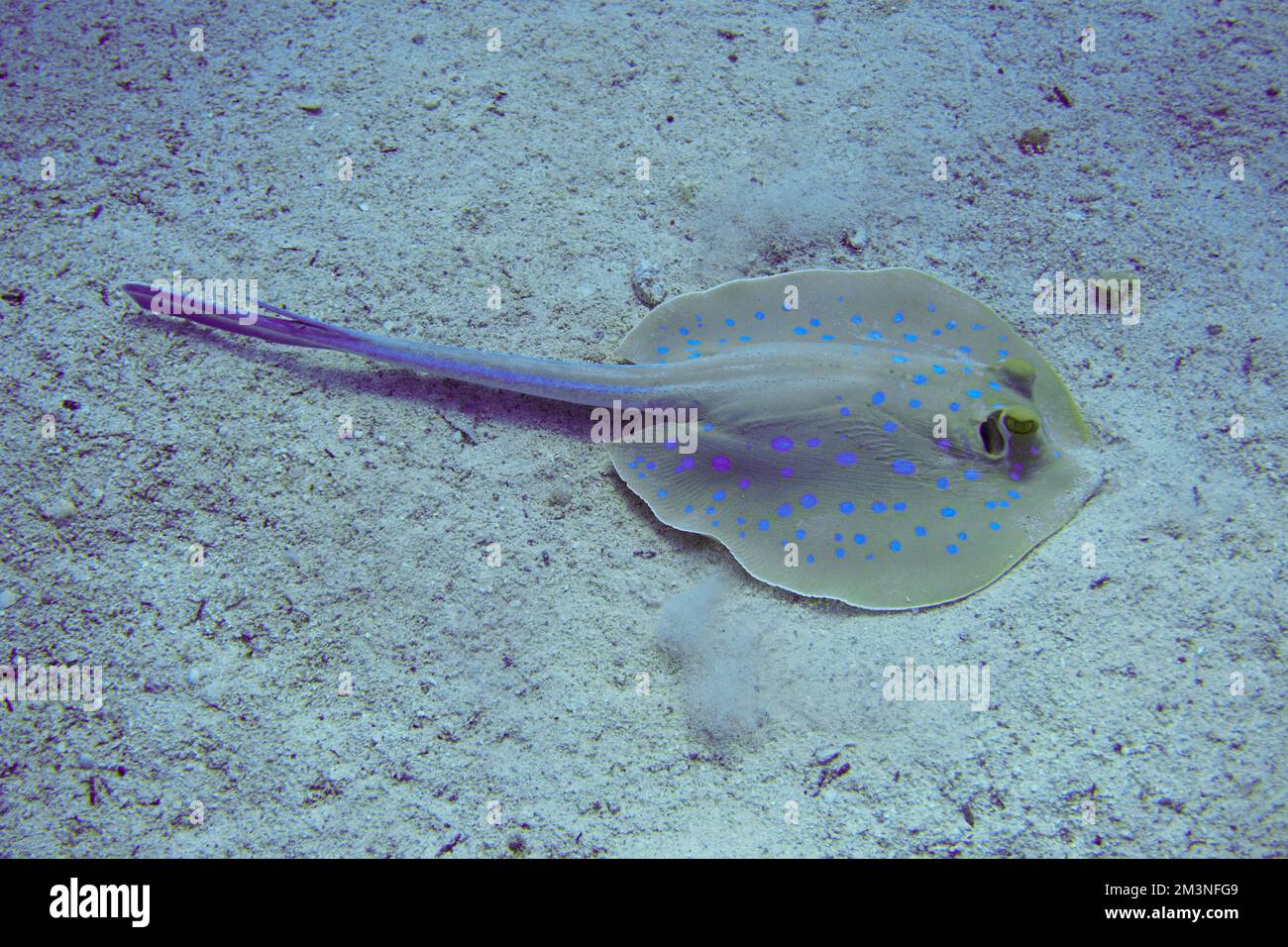 A blue spotted stingray swimming in the sand patch of the colourful ...