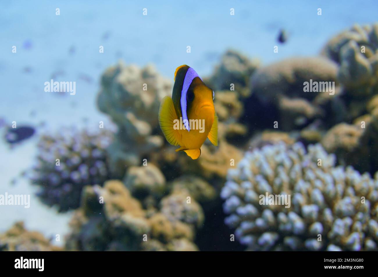 Beautiful clownfish Nemo from Finding Nemo in the anemone in the warm ...