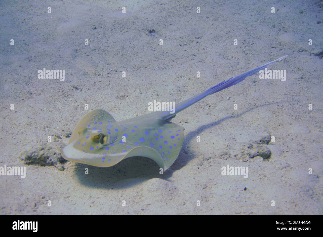A blue spotted stingray swimming in the sand patch of the colourful ...