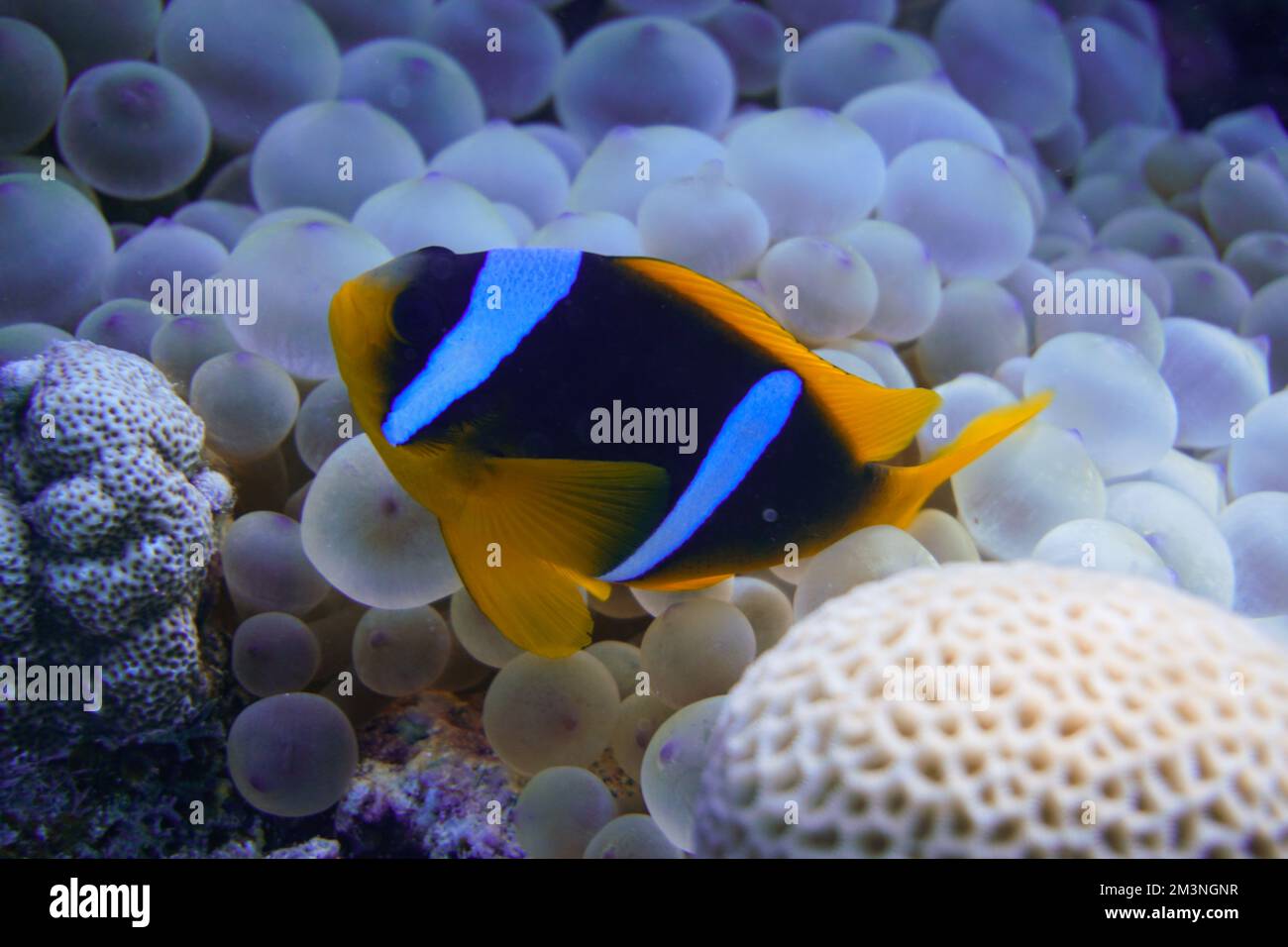 Beautiful clownfish Nemo from Finding Nemo in the anemone in the warm ...