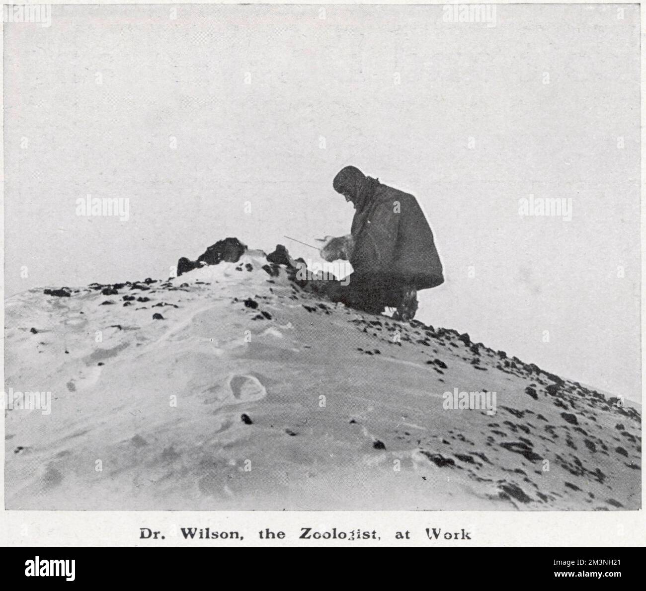 Dr Wilson, zoologist and artist, at work in the Antarctic (during the ...