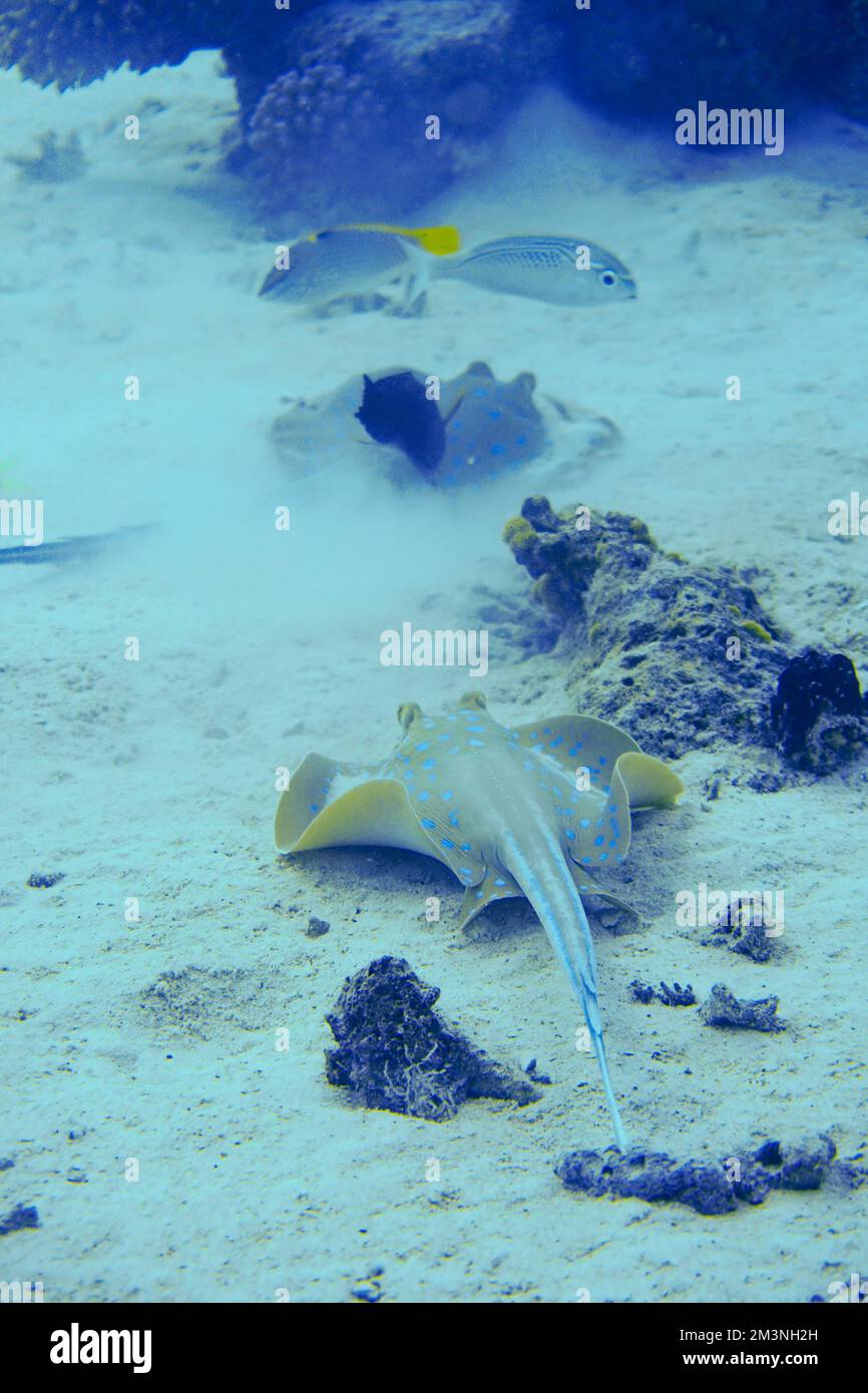 A blue spotted stingray swimming in the sand patch of the colourful ...