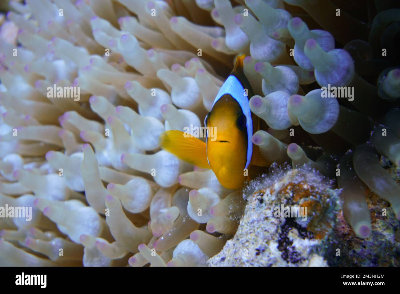 Beautiful clownfish Nemo from Finding Nemo in the anemone in the warm ...