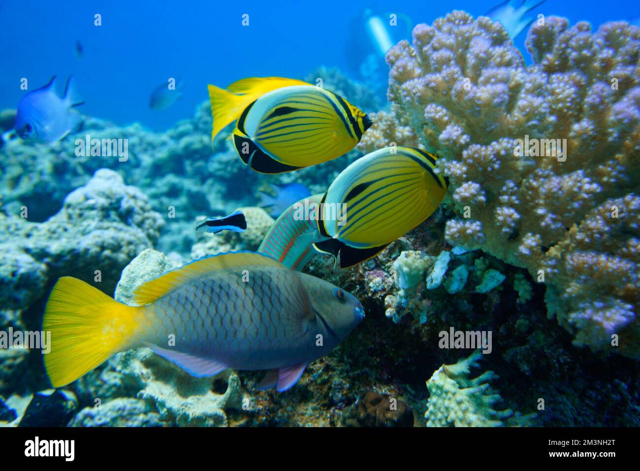 A beautiful pair of yellow butterfly fish colourful coral reef full of goldfish in the Red Sea ...
