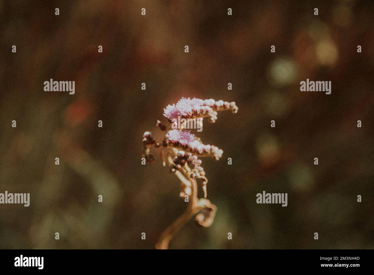 A macro shot of pink flowers blooming in a garden in Rio de Janeiro ...